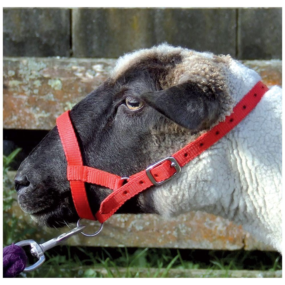 SHOOF SHEEP WEBBING HALTER RED SMALL – Sprenger's Rural Traders